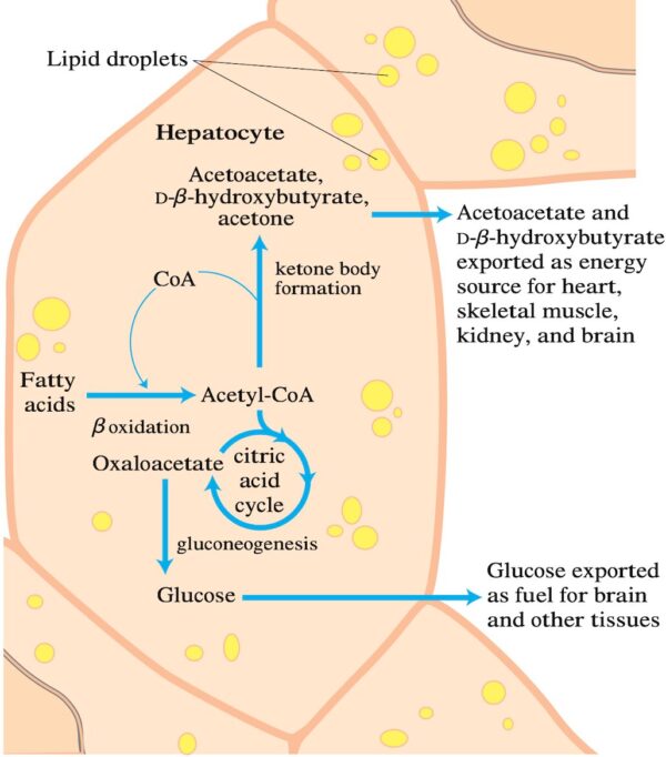 Keto Chemistry - How and Why it Works