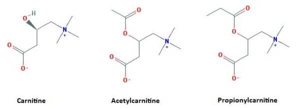 Carnitine - from ATP to weight loss